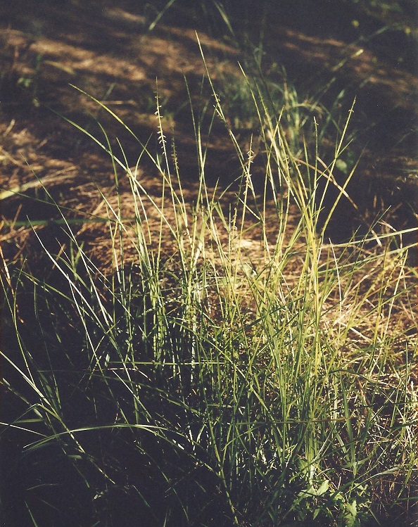 Mat Grass Grasslands